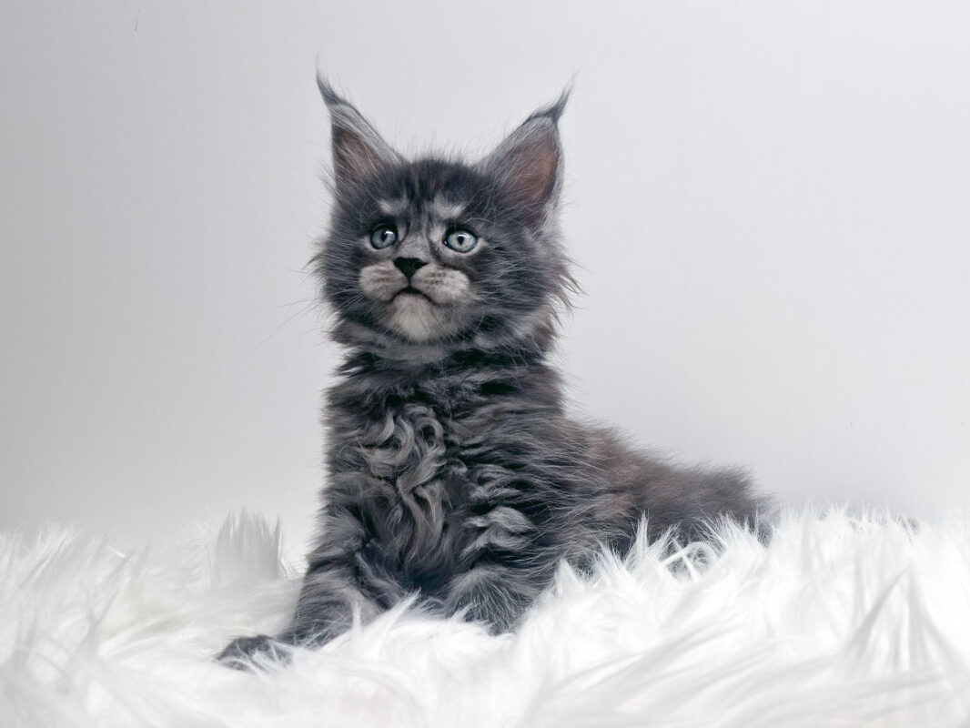 Nikomacoon's Talasio - Maine coon black smoke - Nikomacoon's cattery