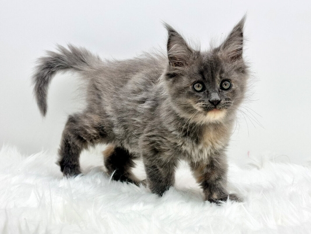 Nikomacoon's Taia - Maine coon Bleu tortie smoke - Nikomacoon's Cattery