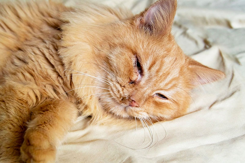 Le coryza du chat - Nikomacoon's Cattery